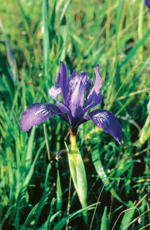 Working With The Crown Chakra - Golden Poppy